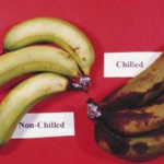 CHILLING INJURY – HIMFOODTECH